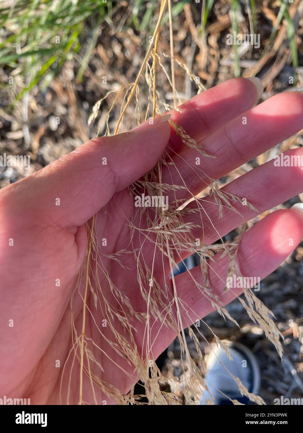 Smilo Grass (Oloptum miliaceum Stock Photo - Alamy