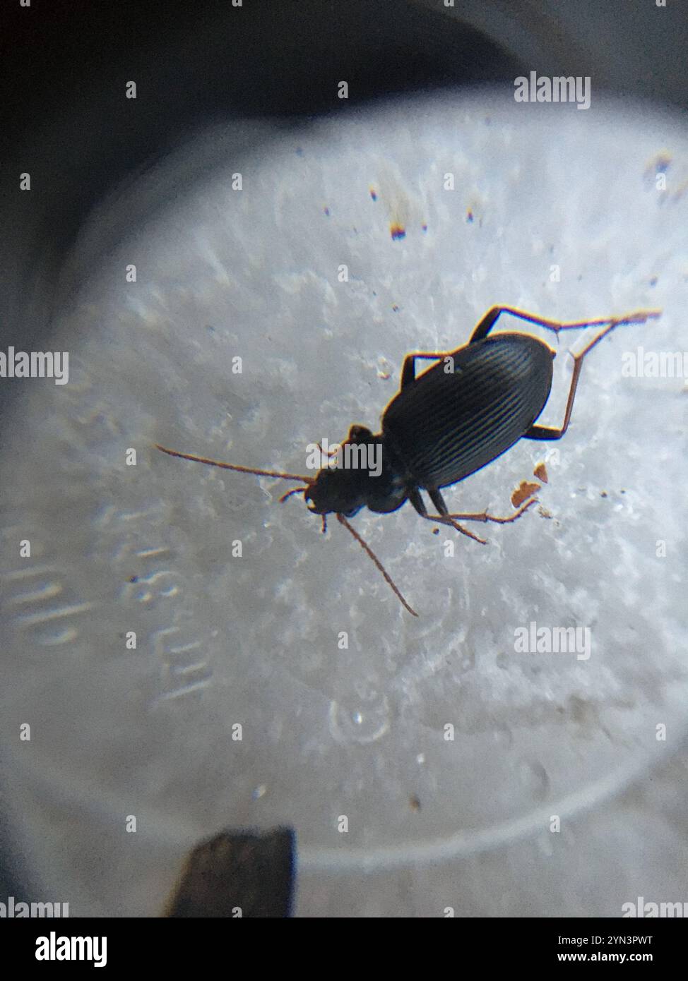 European Gazelle Beetle (Nebria brevicollis Stock Photo - Alamy