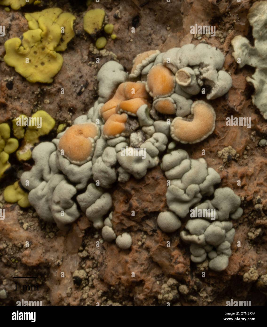 common lichens (Lecanoromycetes Stock Photo - Alamy