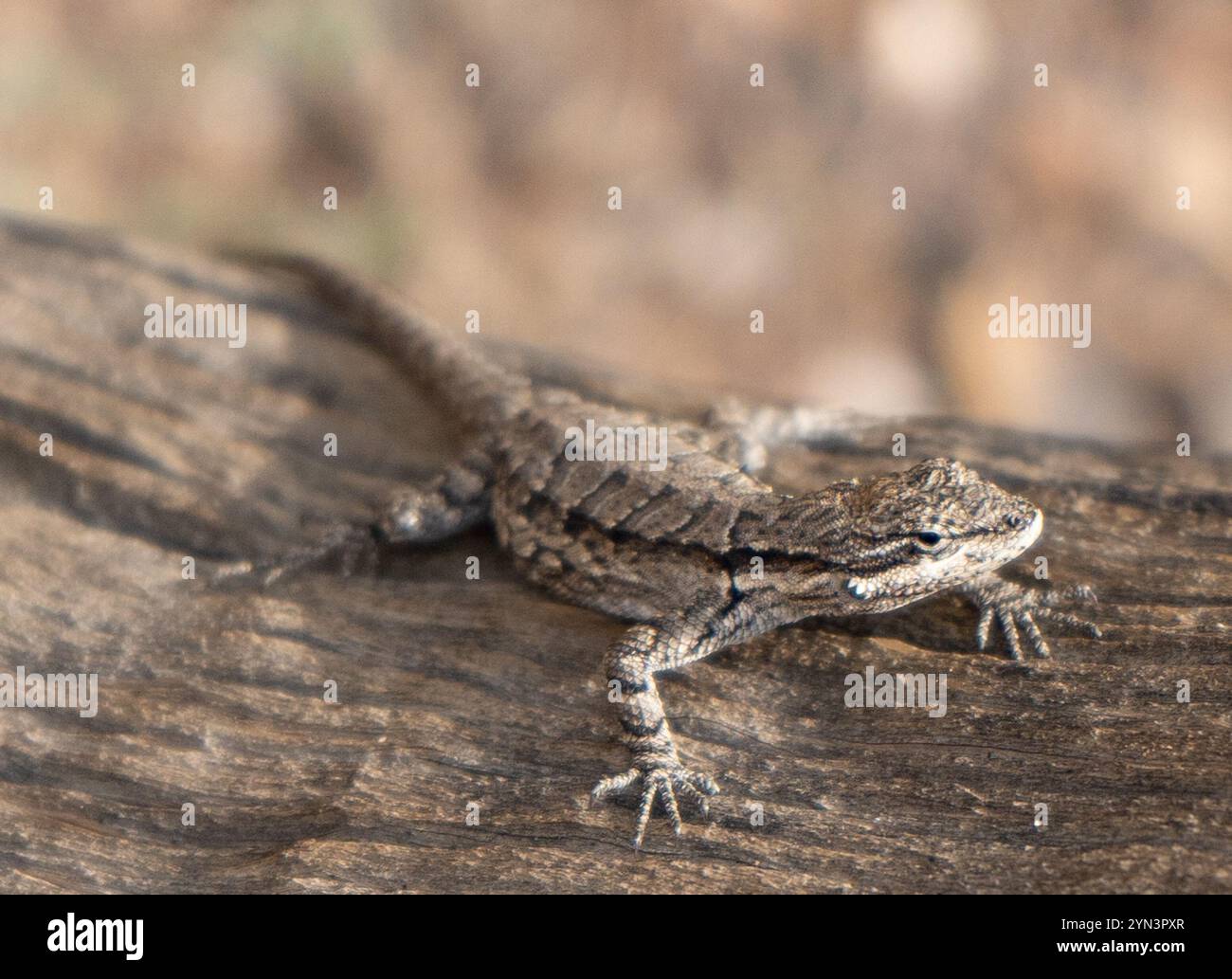 Urosaurus ornatus hi-res stock photography and images - Alamy