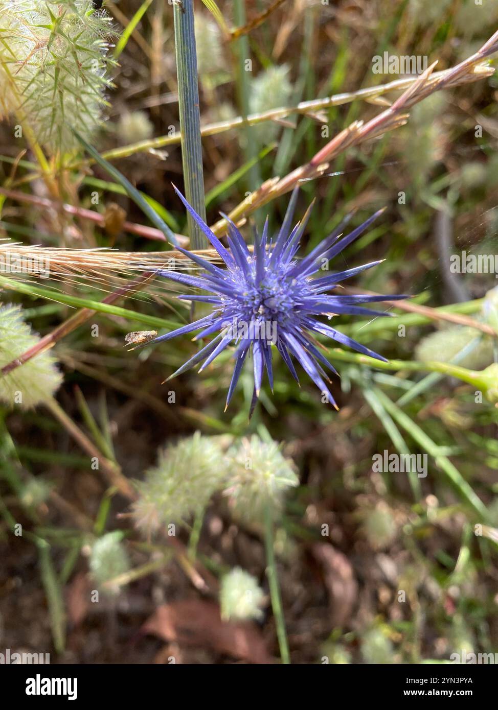 blue devil (Eryngium ovinum Stock Photo - Alamy