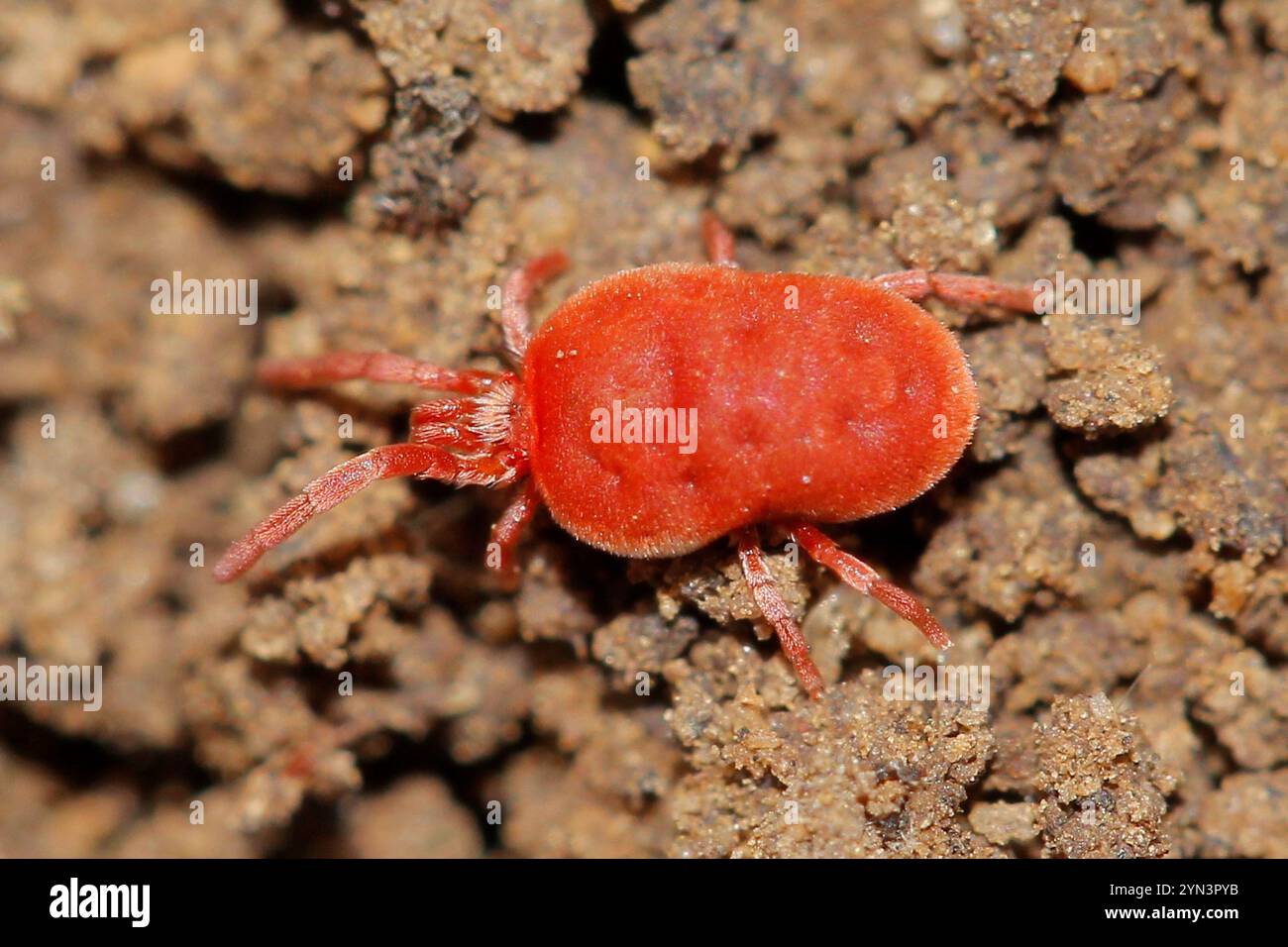 Sumo Mites (Allothrombium Stock Photo - Alamy