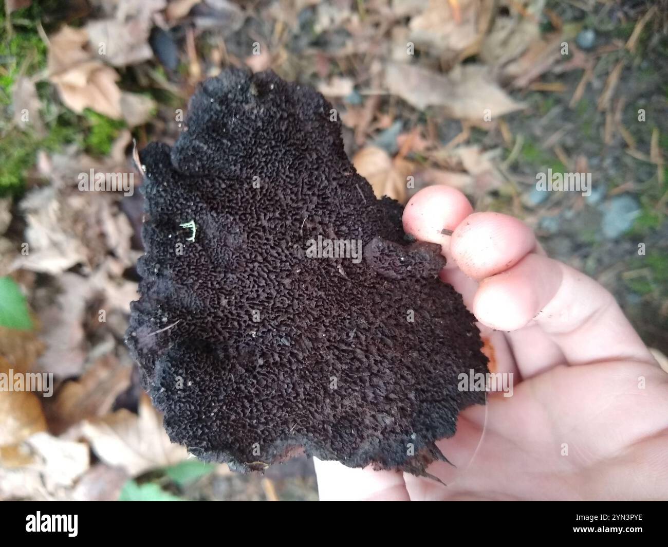Dyer's Polypore (Phaeolus schweinitzii Stock Photo - Alamy