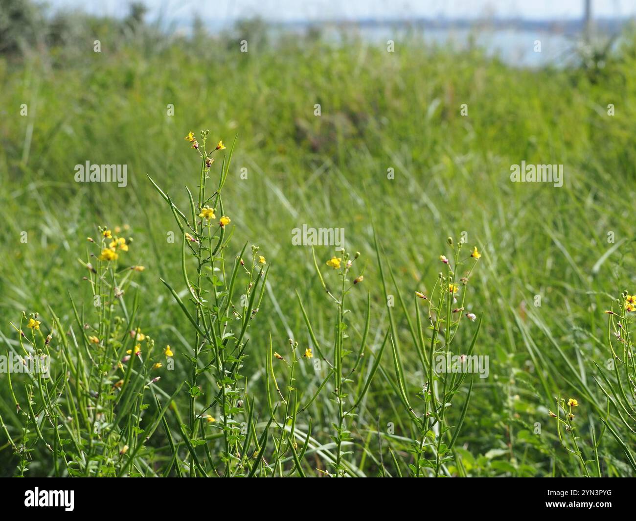 Asian spiderflower (Cleome viscosa Stock Photo - Alamy
