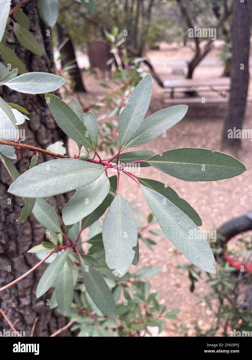 Arizona madrone (Arbutus arizonica Stock Photo - Alamy