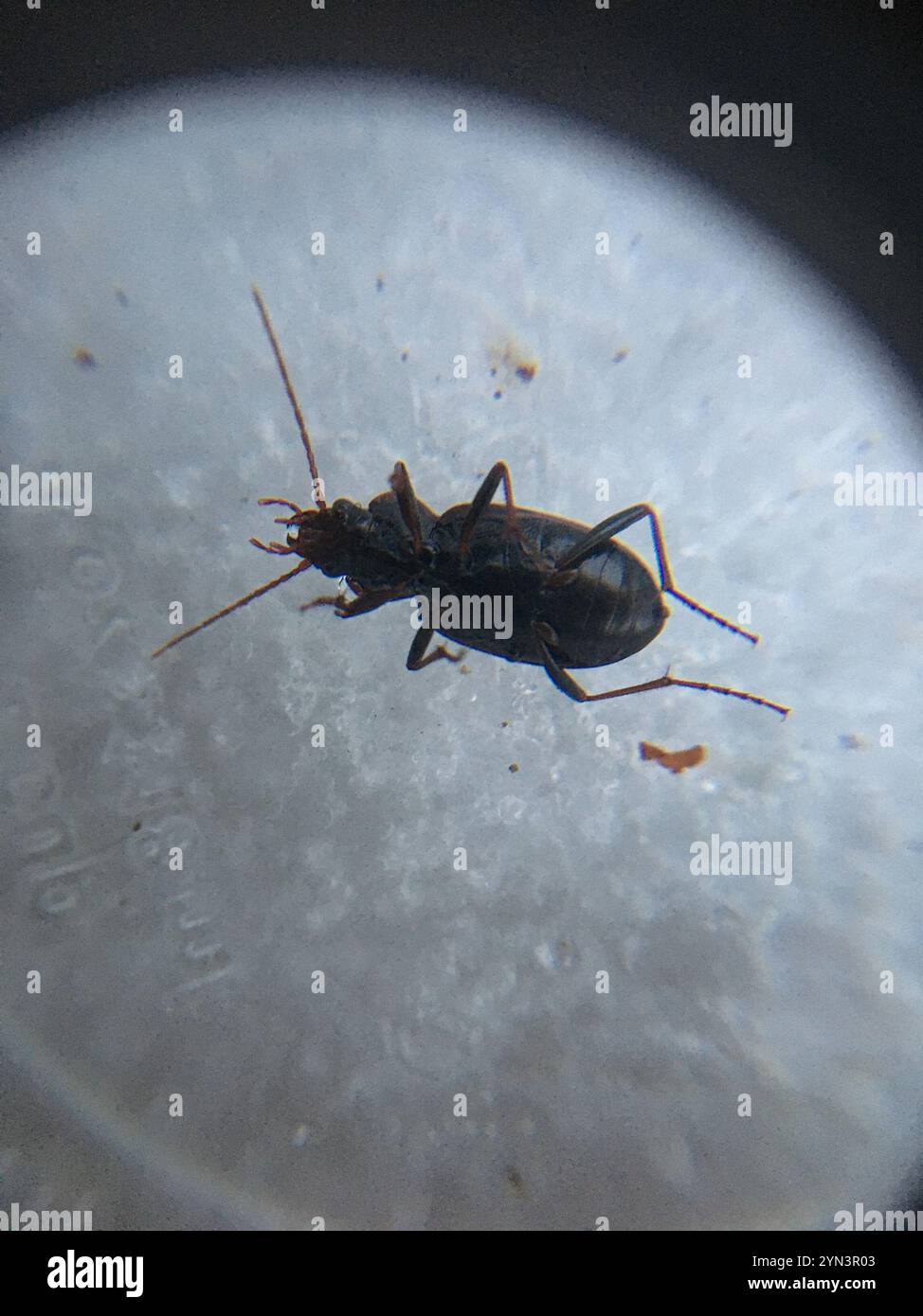 European Gazelle Beetle (Nebria brevicollis Stock Photo - Alamy