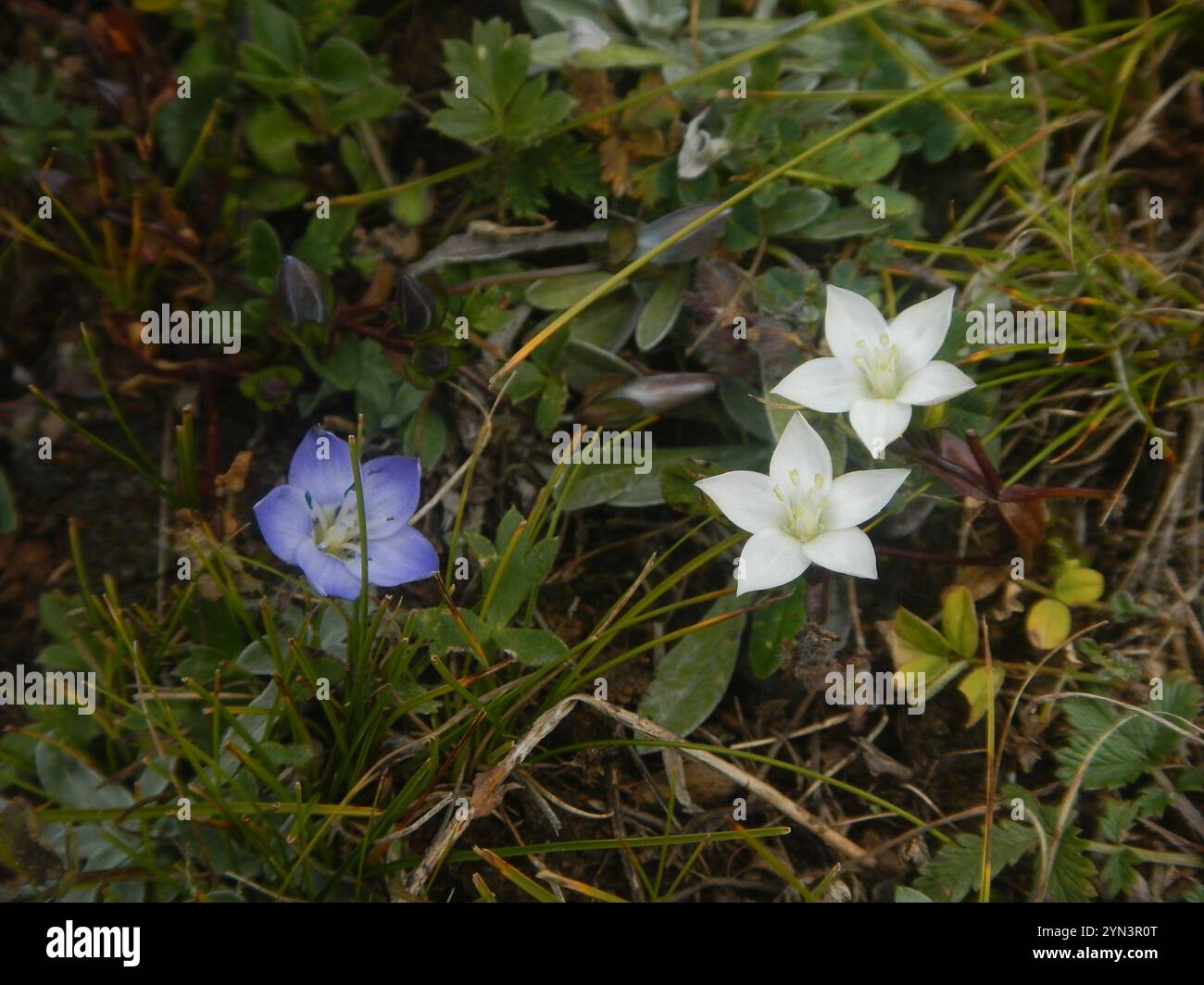dwarf gentians (Gentianella Stock Photo - Alamy
