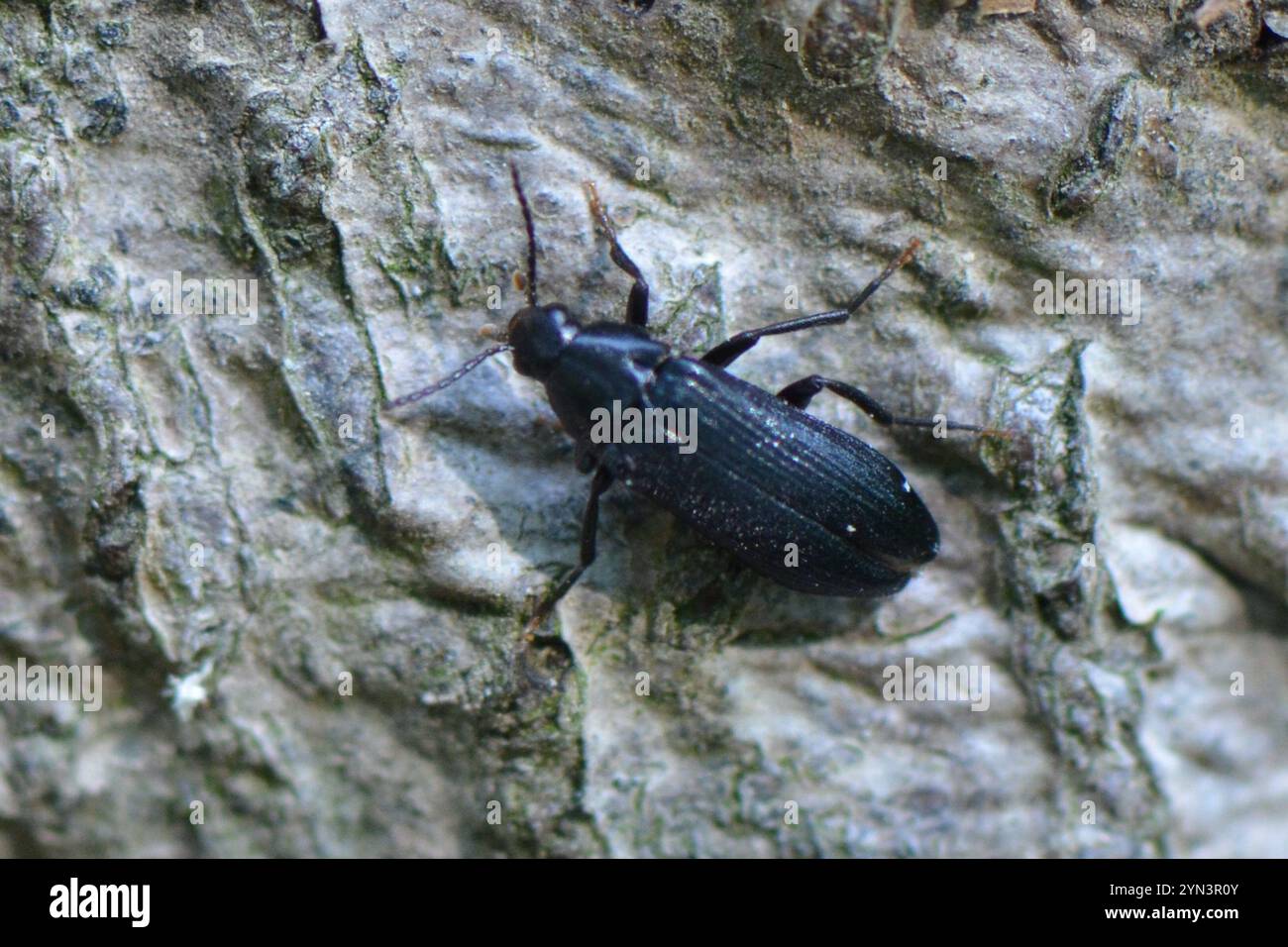 Melandrya hi-res stock photography and images - Alamy