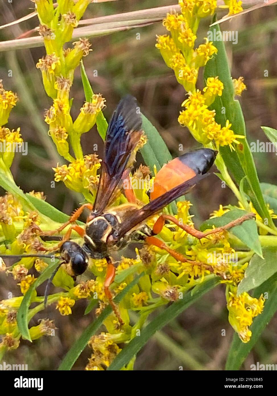 Great Golden Digger Wasp (Sphex ichneumoneus Stock Photo - Alamy
