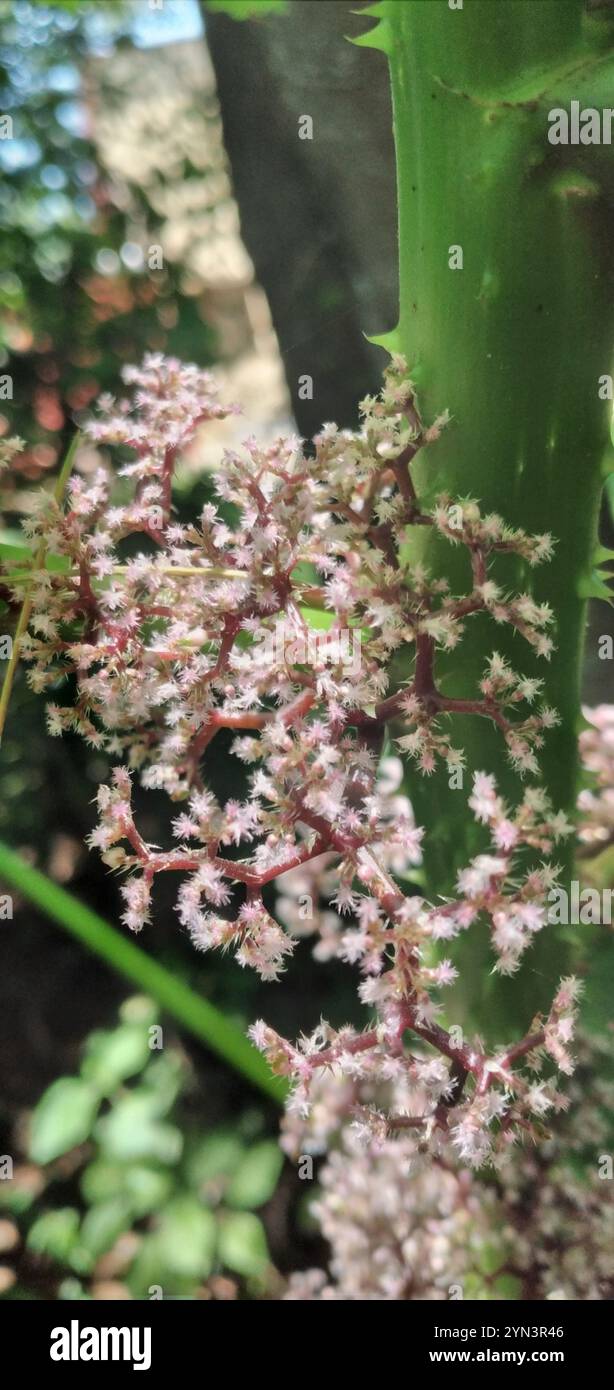 Scratchbush (Urera baccifera Stock Photo - Alamy