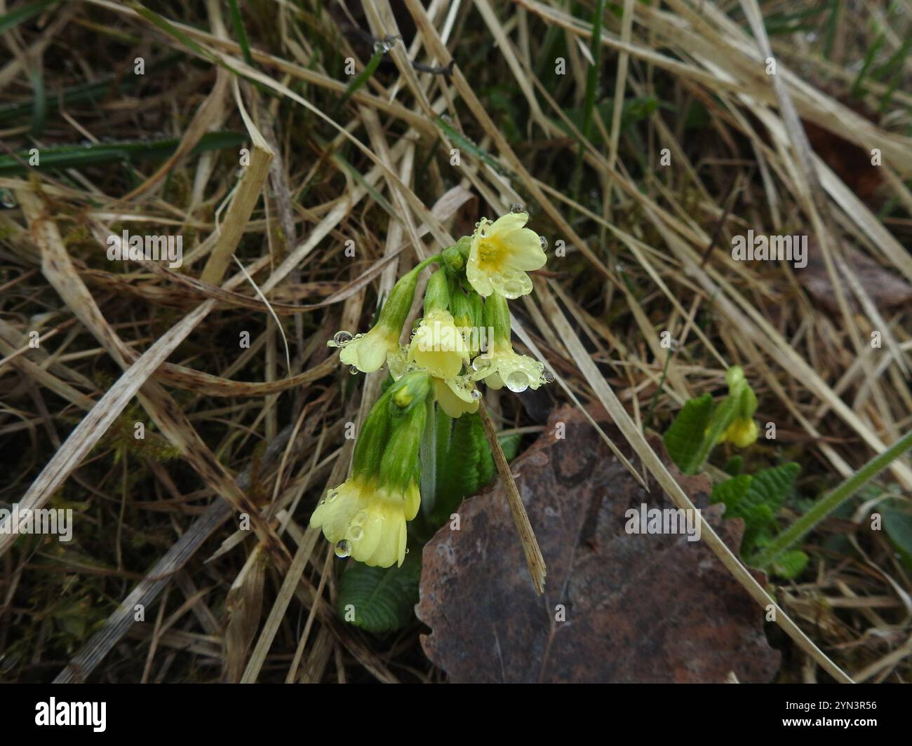 Oxlip (Primula elatior Stock Photo - Alamy