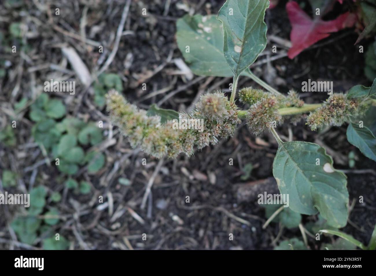 Redroot Amaranth (Amaranthus retroflexus Stock Photo - Alamy