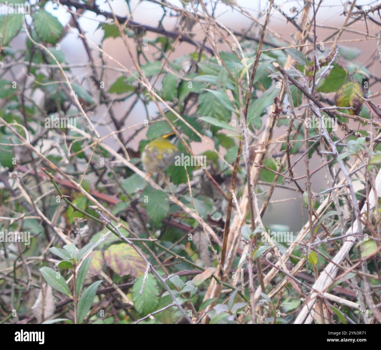 Common Firecrest (Regulus ignicapilla Stock Photo - Alamy
