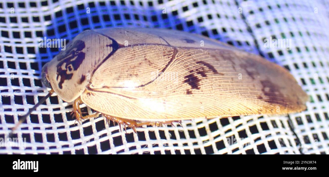 Porcelain Roaches (Gyna Stock Photo - Alamy