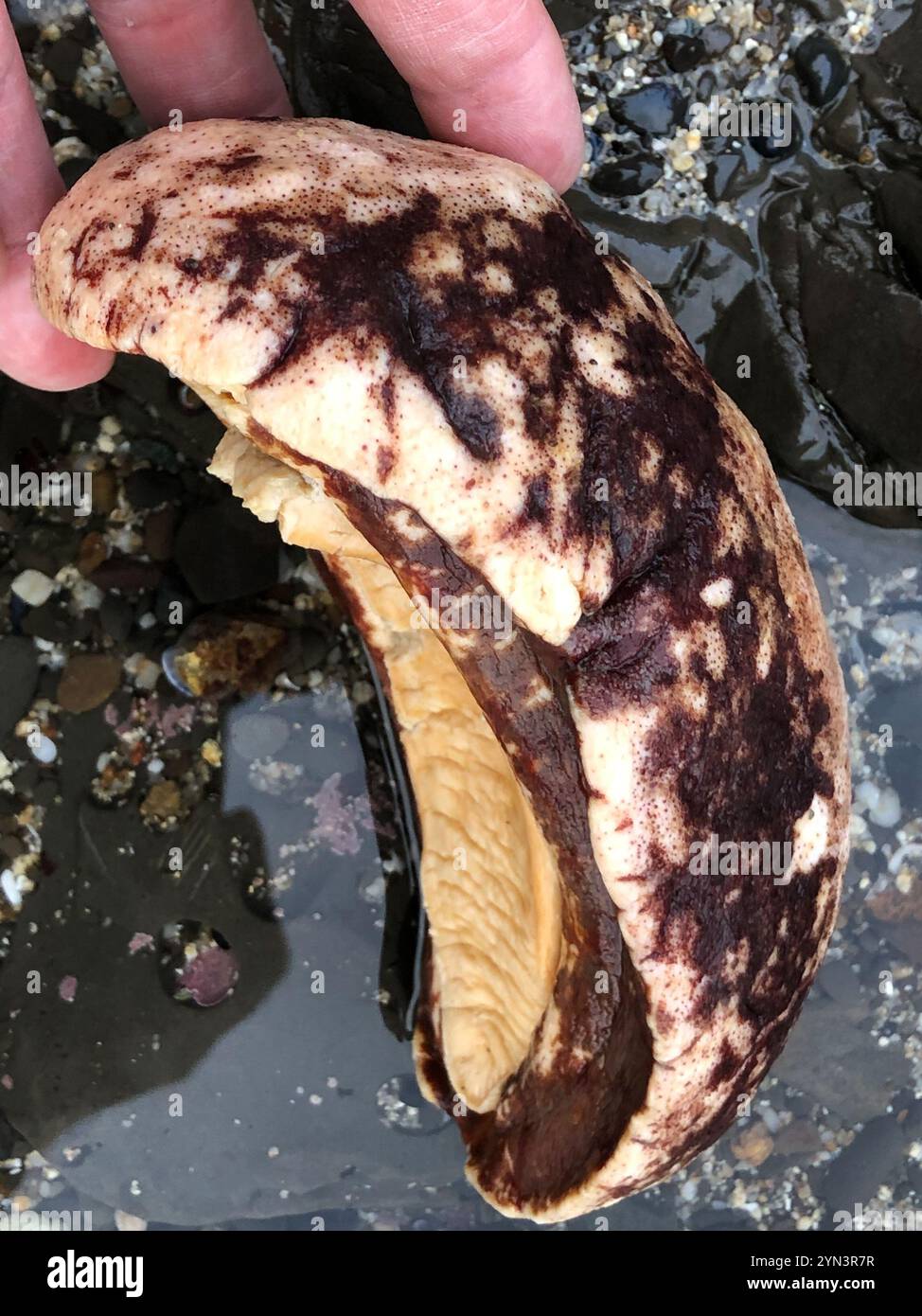 Gumboot chiton hi-res stock photography and images - Alamy