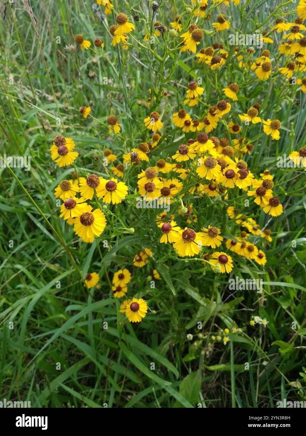 Southern Sneezeweed (Helenium flexuosum Stock Photo - Alamy
