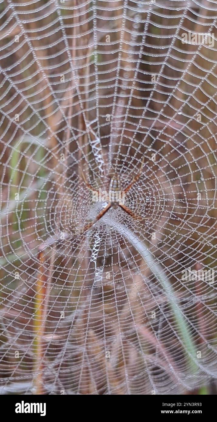 Banded Garden Spider (Argiope trifasciata Stock Photo - Alamy