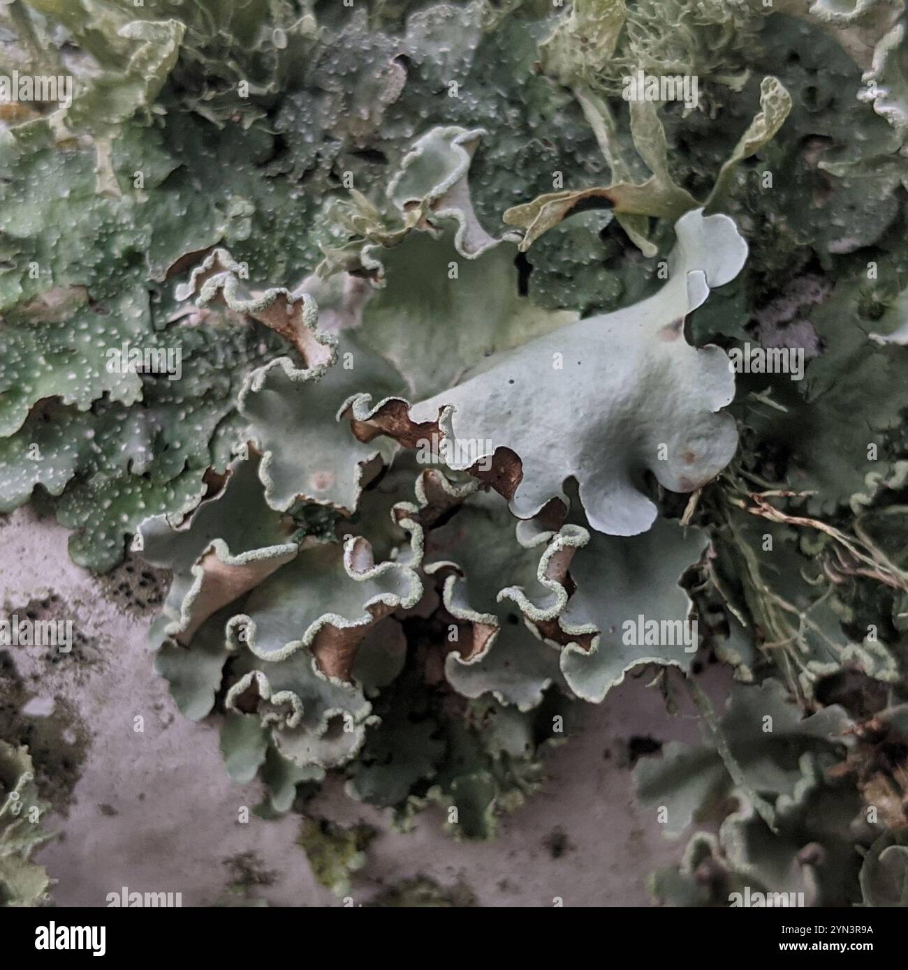 Ruffle Lichens (Parmotrema Stock Photo - Alamy