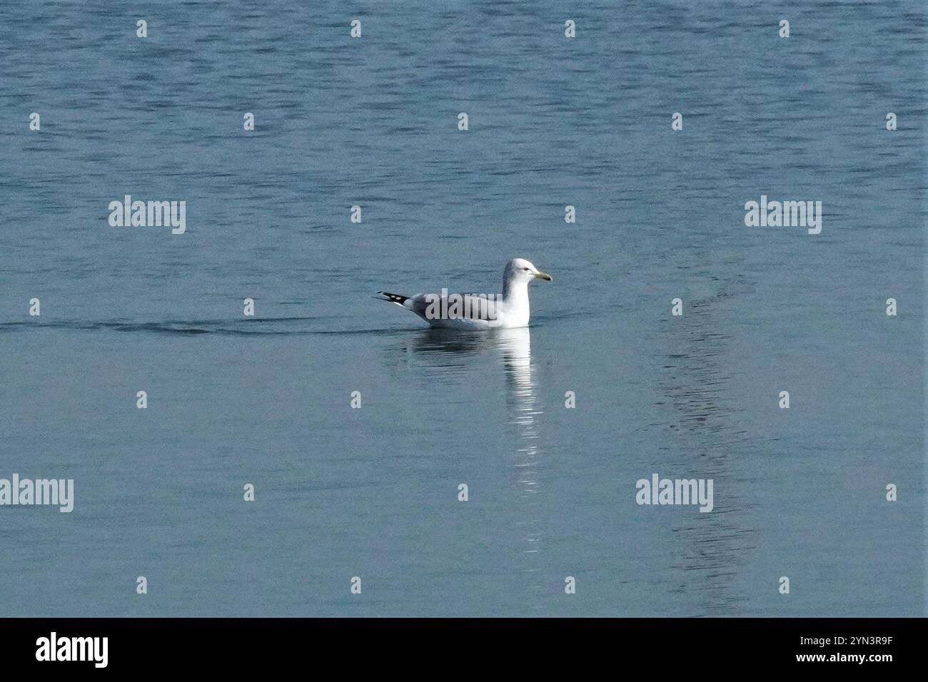 California Gull (Larus californicus Stock Photo - Alamy
