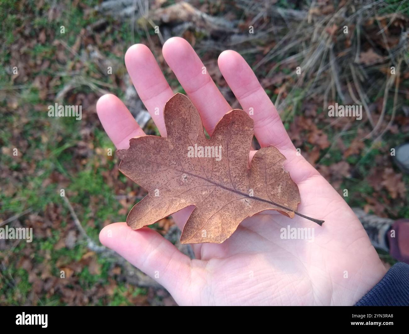Oregon oak (Quercus garryana Stock Photo - Alamy
