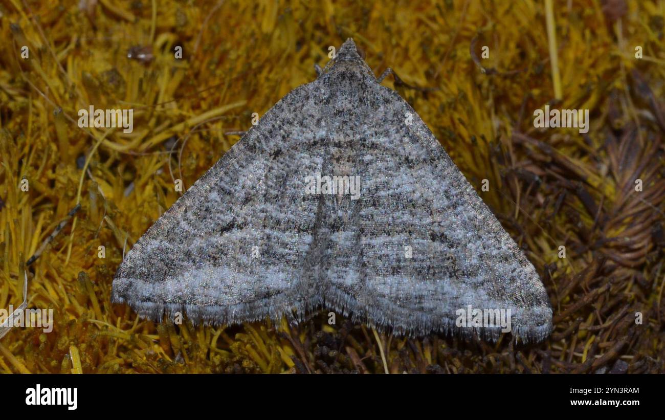 Geometer Moths (Geometridae Stock Photo - Alamy