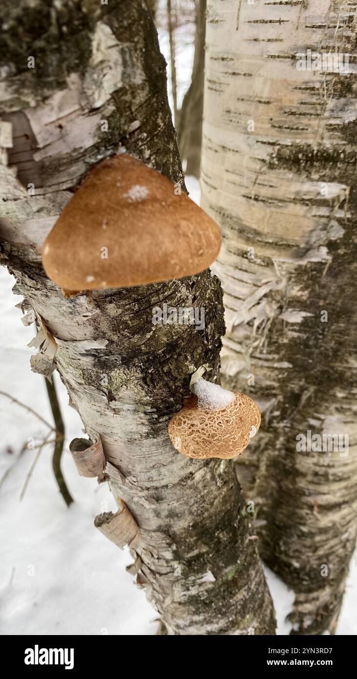 birch polypore (Fomitopsis betulina Stock Photo - Alamy