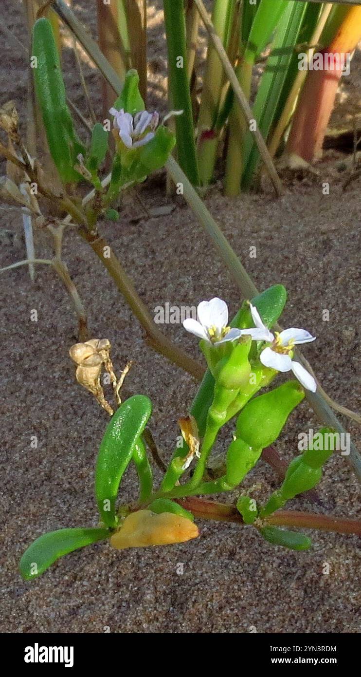 Edentula hi-res stock photography and images - Alamy