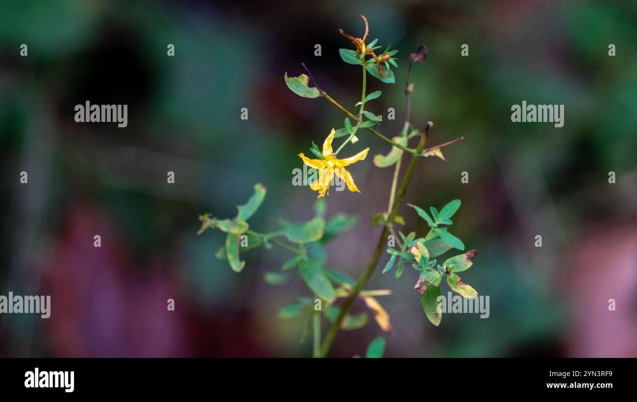 Common St John S Wort Hypericum Perforatum Stock Photo Alamy
