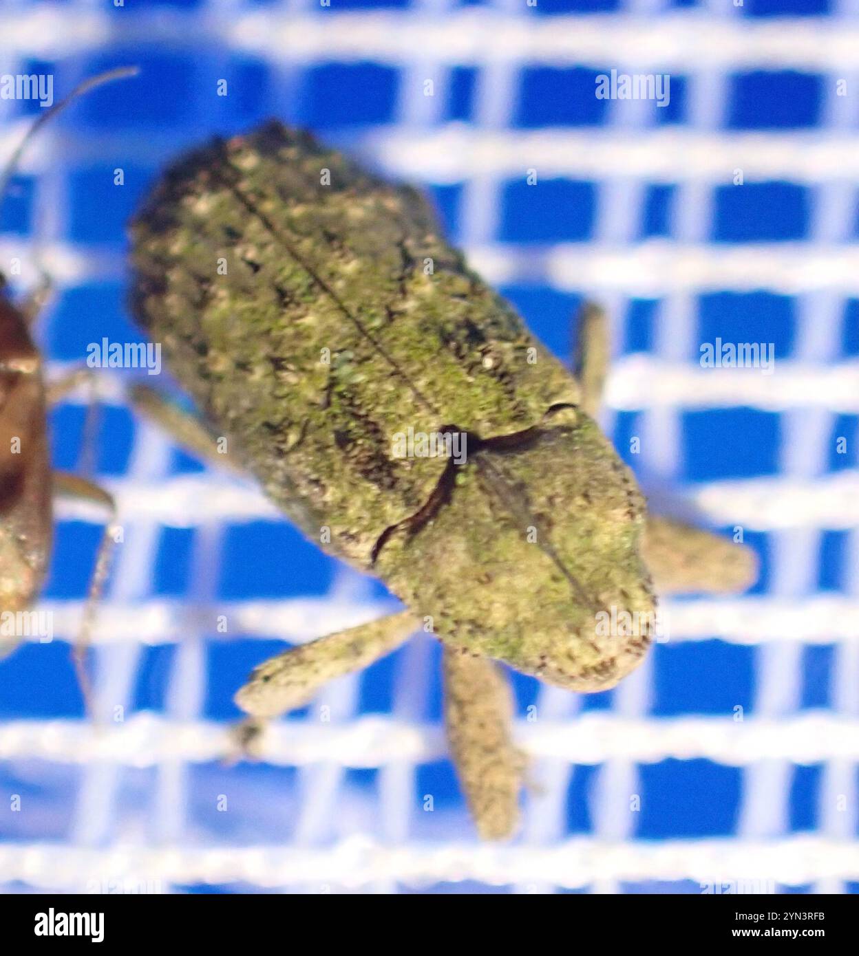 True Weevils (Curculionidae Stock Photo - Alamy