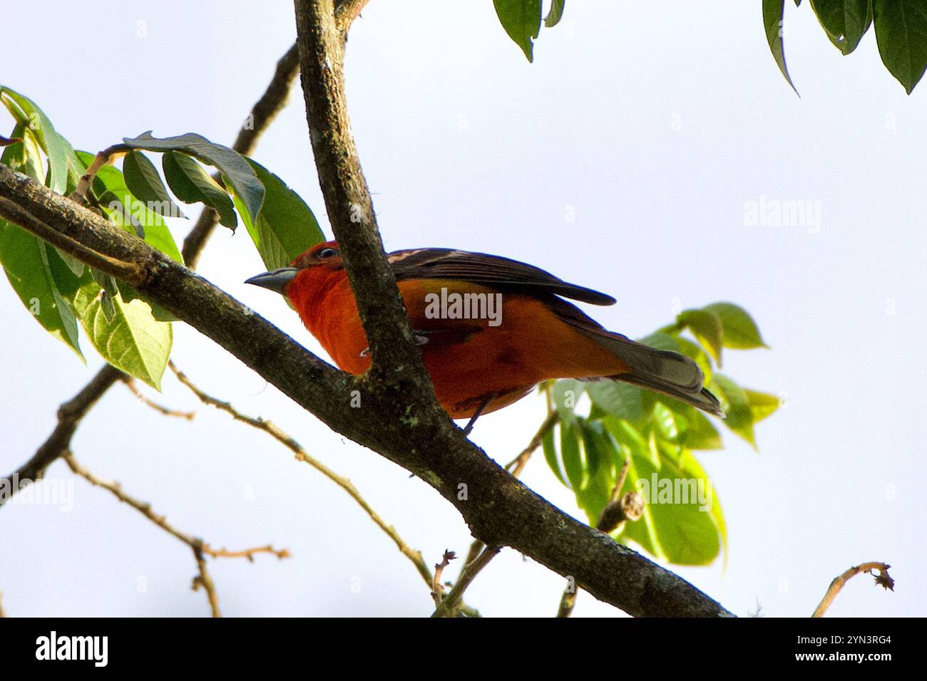 Flame-colored Tanager (Piranga bidentata Stock Photo - Alamy