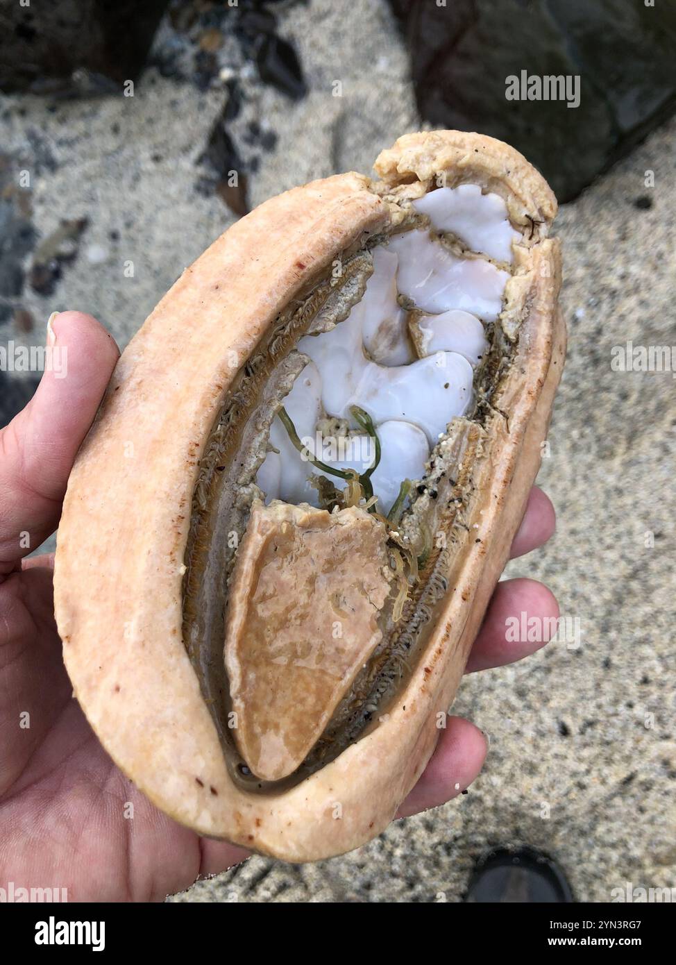 Gumboot Chiton (Cryptochiton stelleri Stock Photo - Alamy