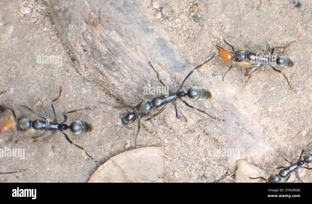 Matabele Ant (Megaponera analis Stock Photo - Alamy