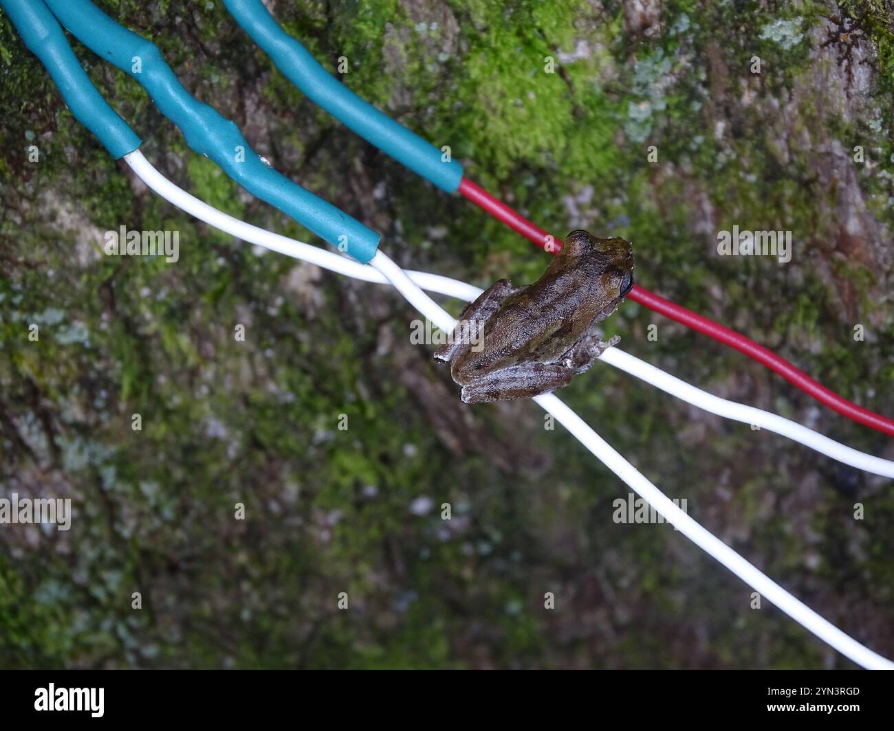 Pine Woods Tree Frog (Hyla femoralis Stock Photo - Alamy