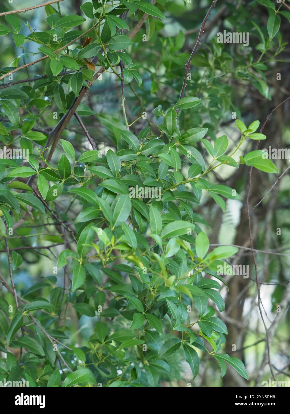 orange climber (Zanthoxylum asiaticum Stock Photo - Alamy