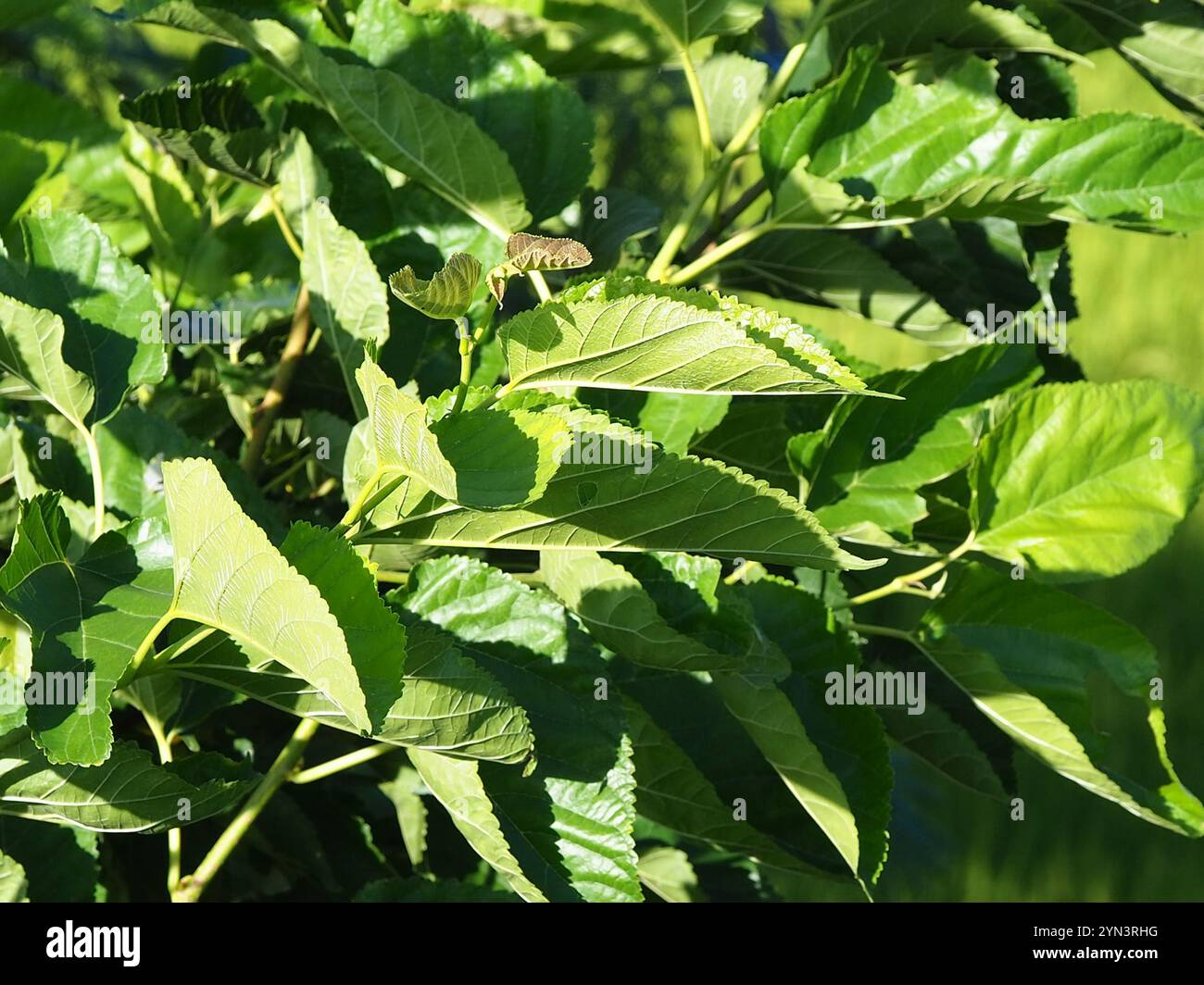 Korean mulberry (Morus indica Stock Photo - Alamy