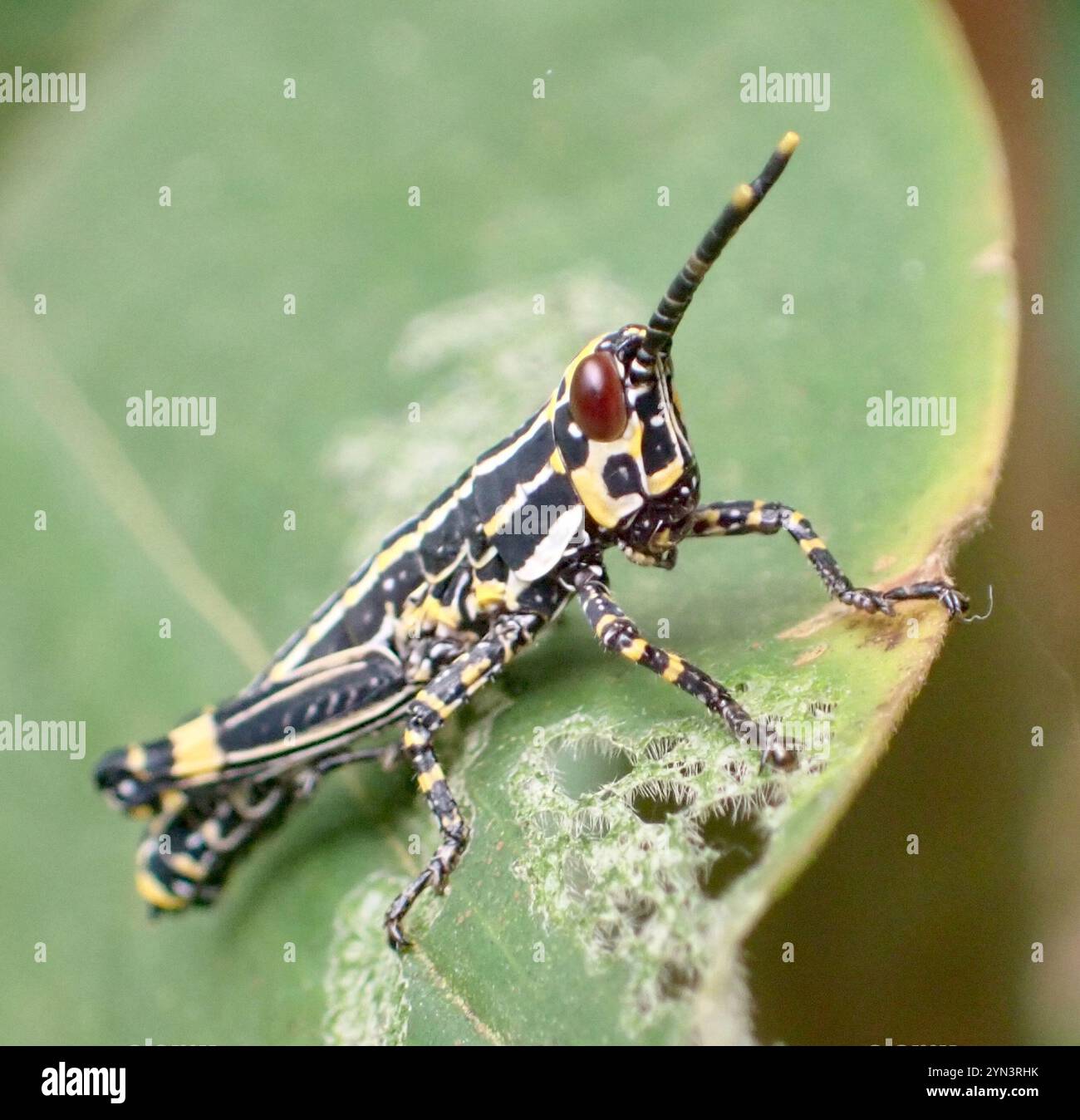Zonocerus hi-res stock photography and images - Alamy