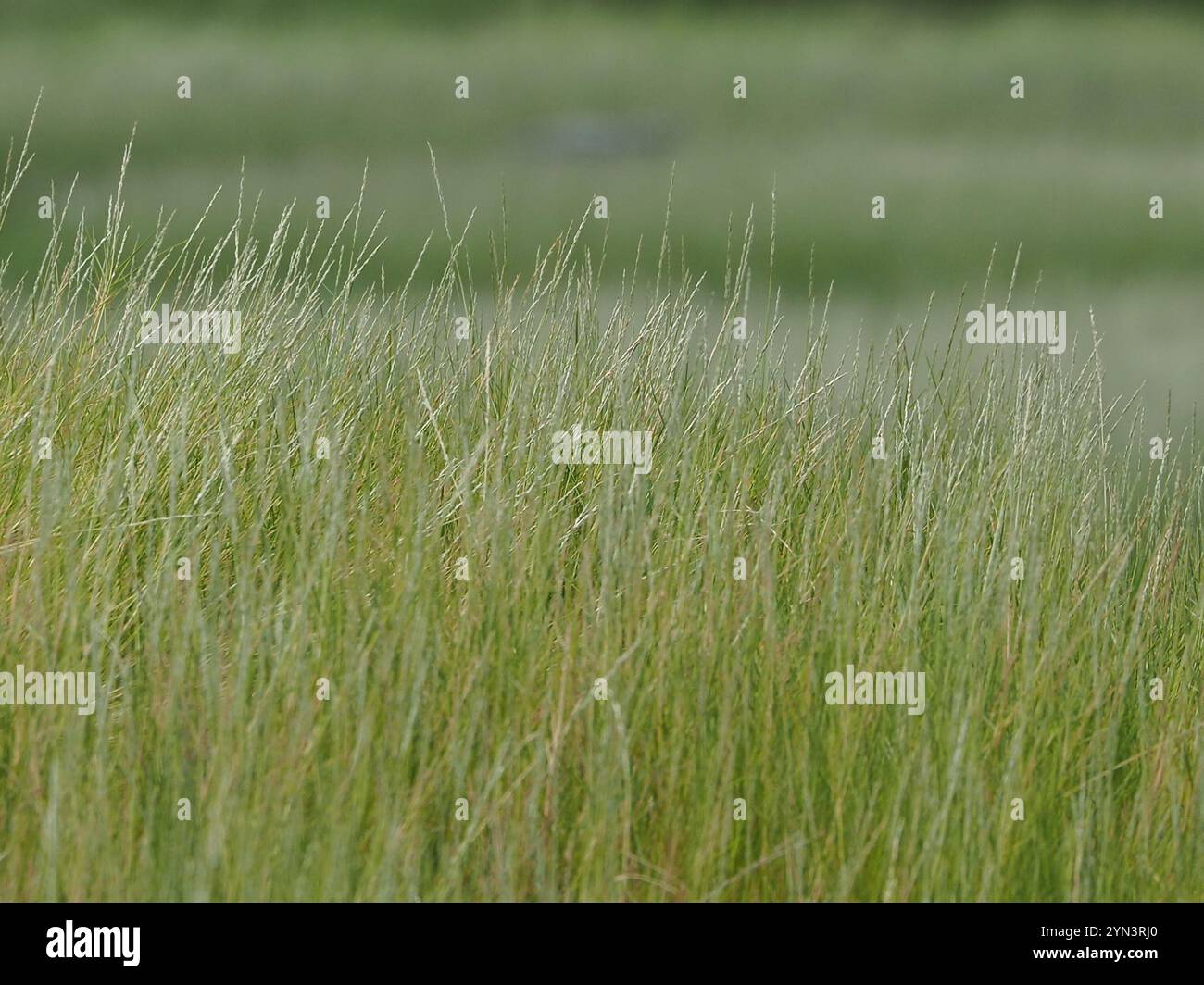 seashore dropseed (Sporobolus virginicus Stock Photo - Alamy