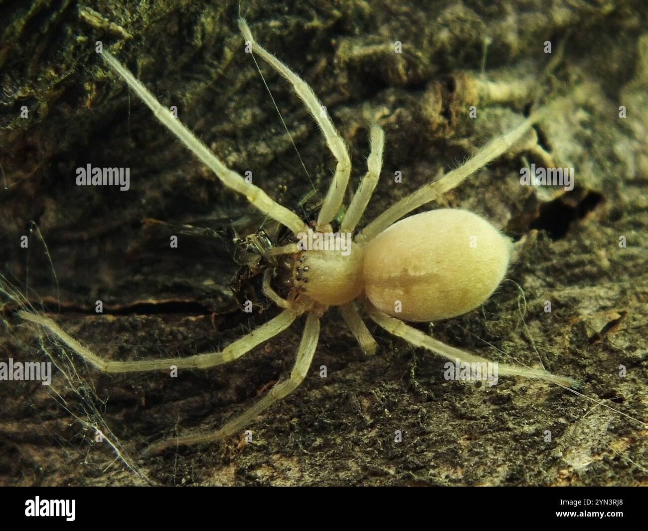 Northern Yellow Sac Spider (Cheiracanthium mildei Stock Photo - Alamy