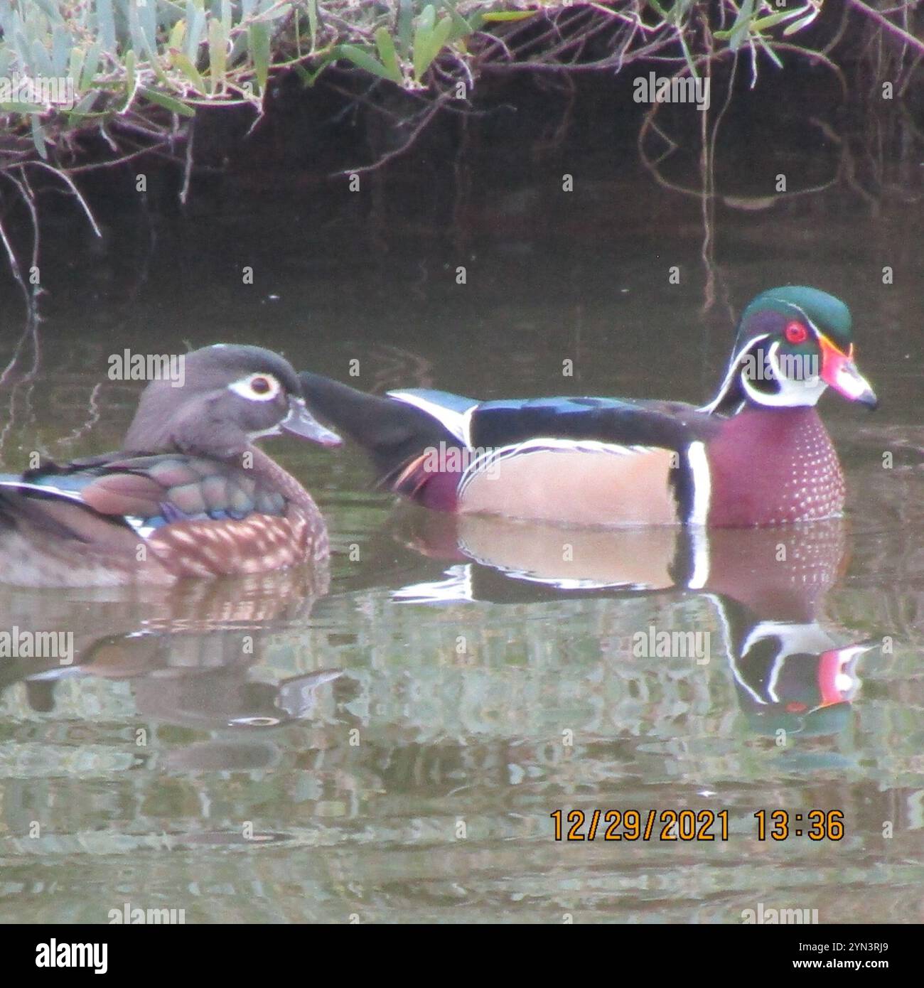 Wood Duck (Aix sponsa Stock Photo - Alamy