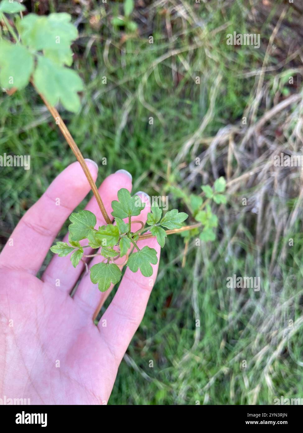 Pipestem Clematis (Clematis lasiantha Stock Photo - Alamy