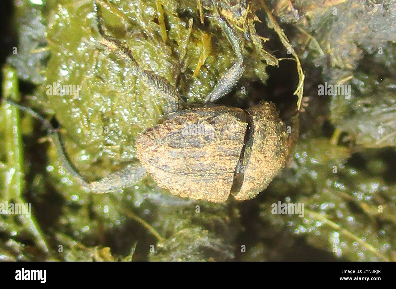 Spider Dung Beetles (Sisyphus Stock Photo - Alamy