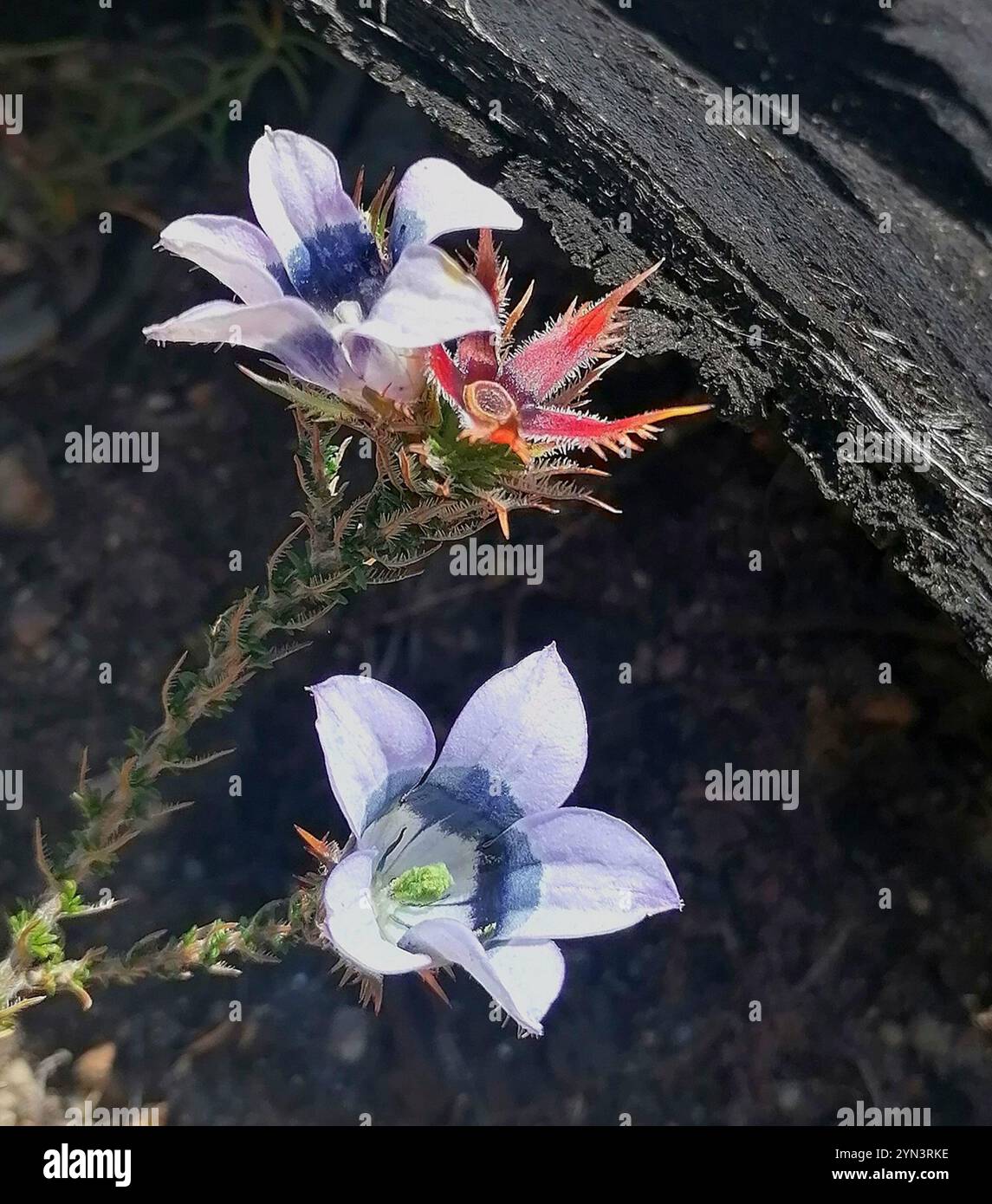 Roella ciliata hi-res stock photography and images - Alamy