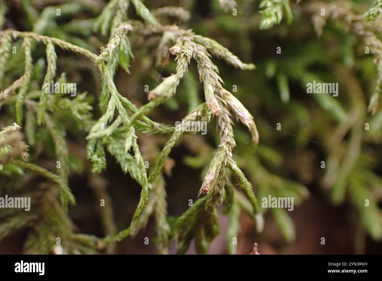 fan moss (Forsstroemia trichomitria Stock Photo - Alamy