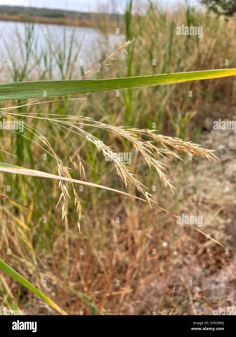 common reed (Phragmites australis Stock Photo - Alamy