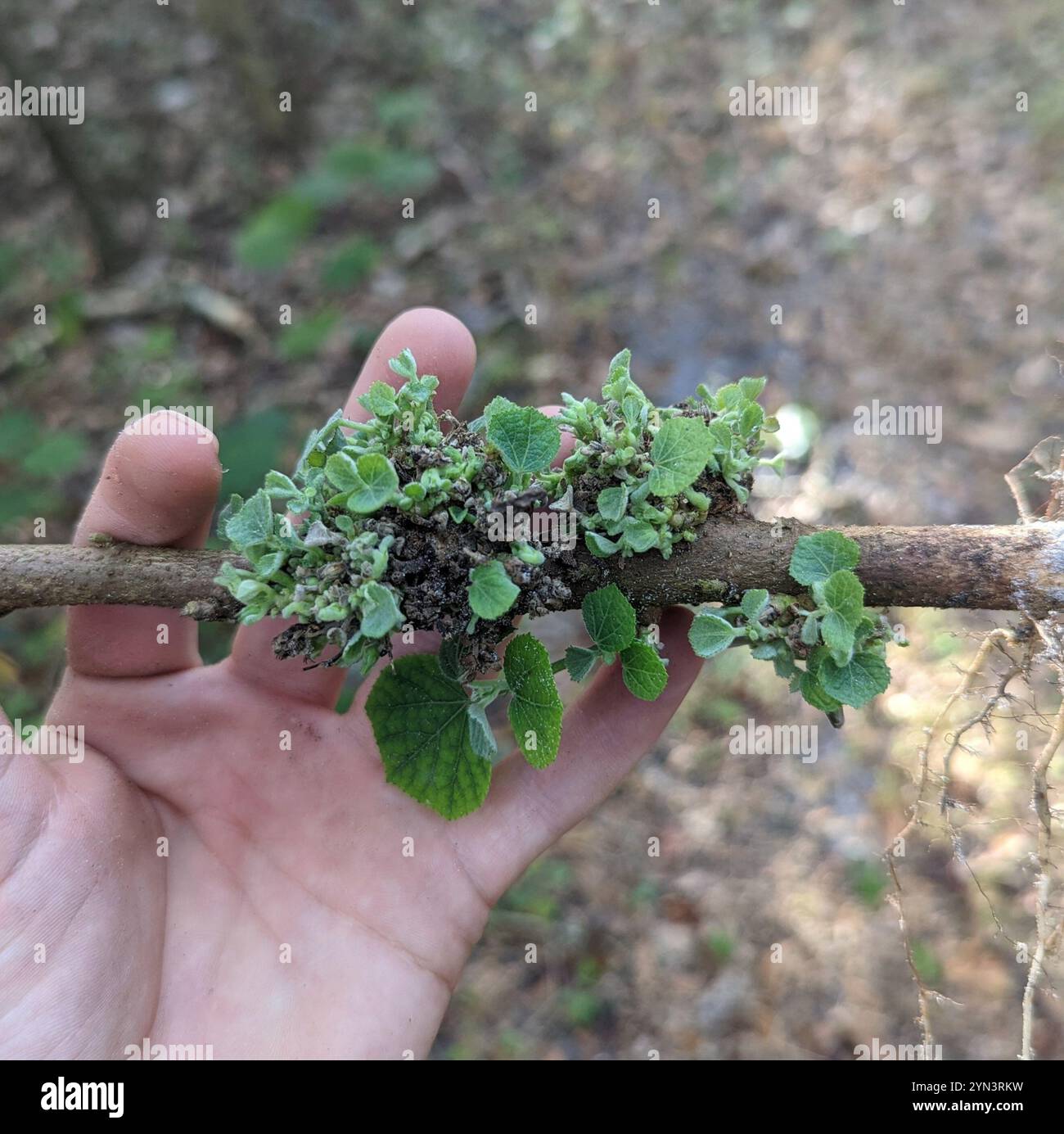 Caesar weed (Urena lobata Stock Photo - Alamy