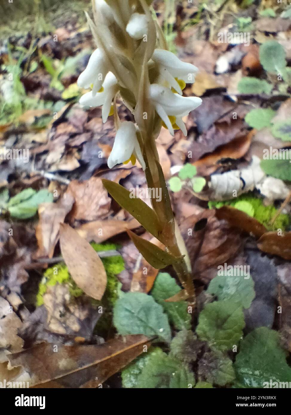 centipede grass orchid (Zeuxine strateumatica Stock Photo - Alamy