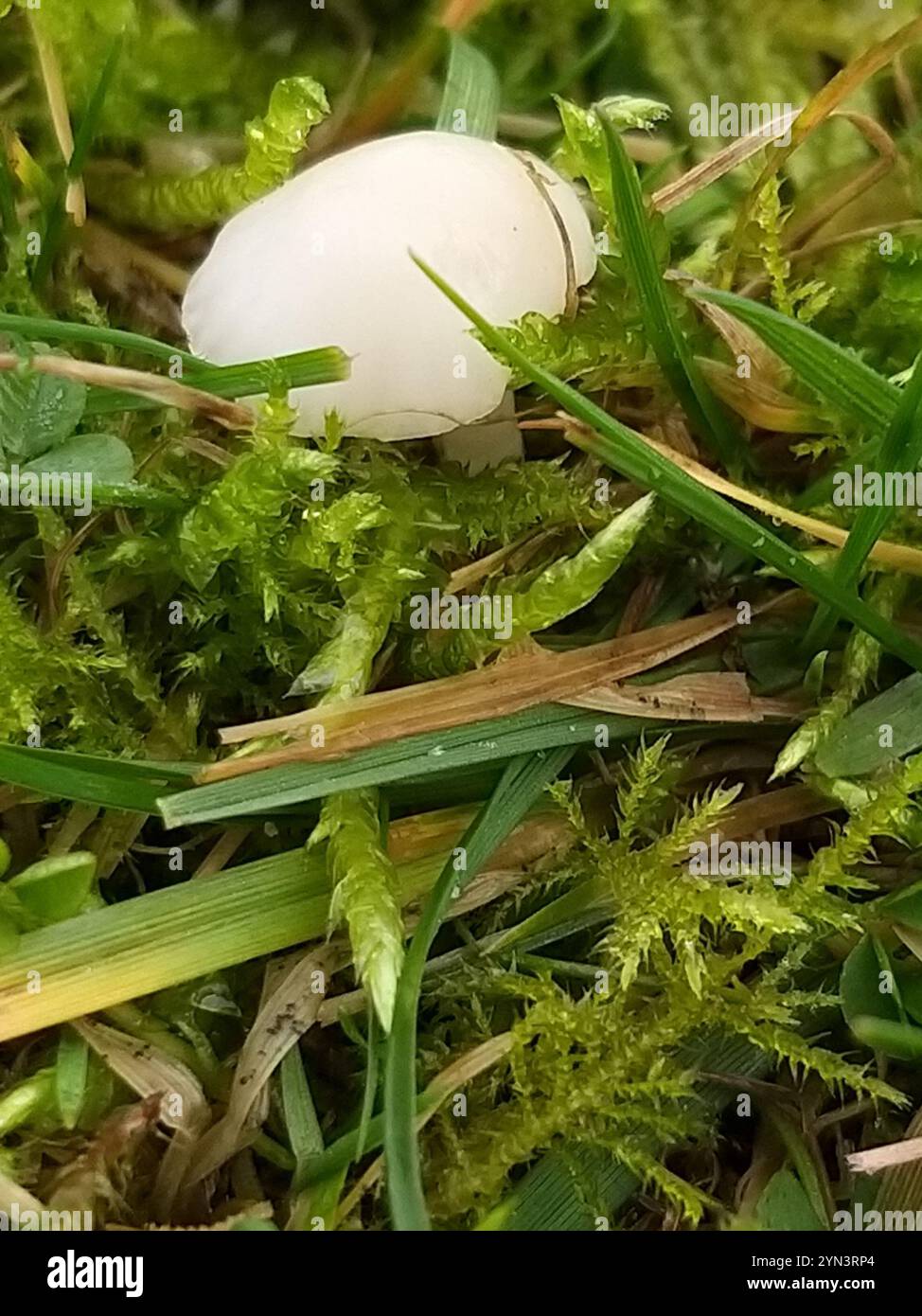 Snowy Waxcap (Cuphophyllus virgineus Stock Photo - Alamy