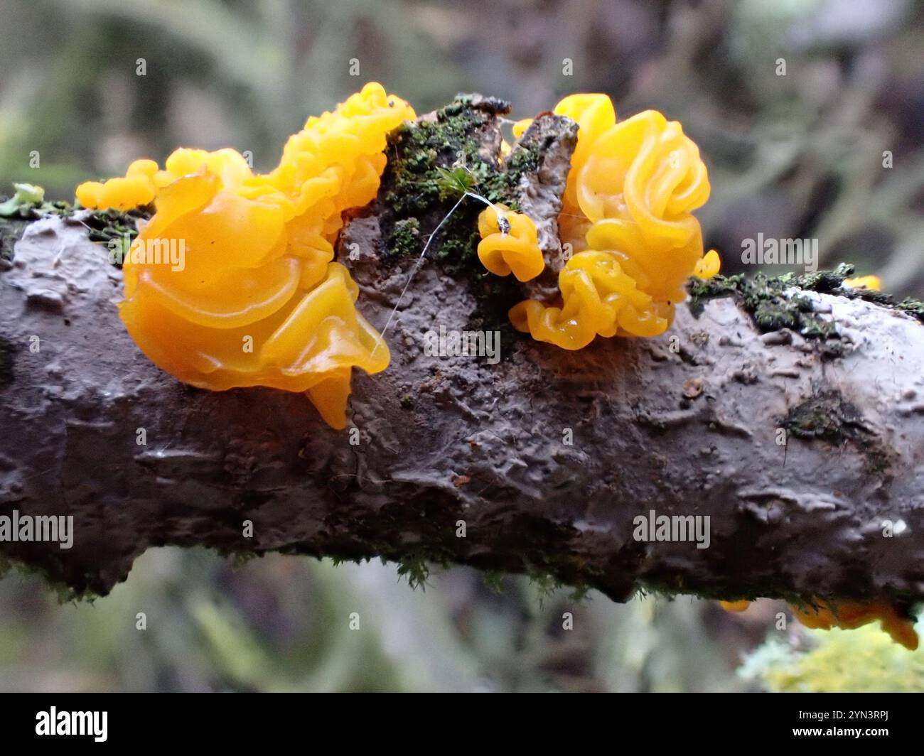 witch's butter (Tremella mesenterica Stock Photo - Alamy