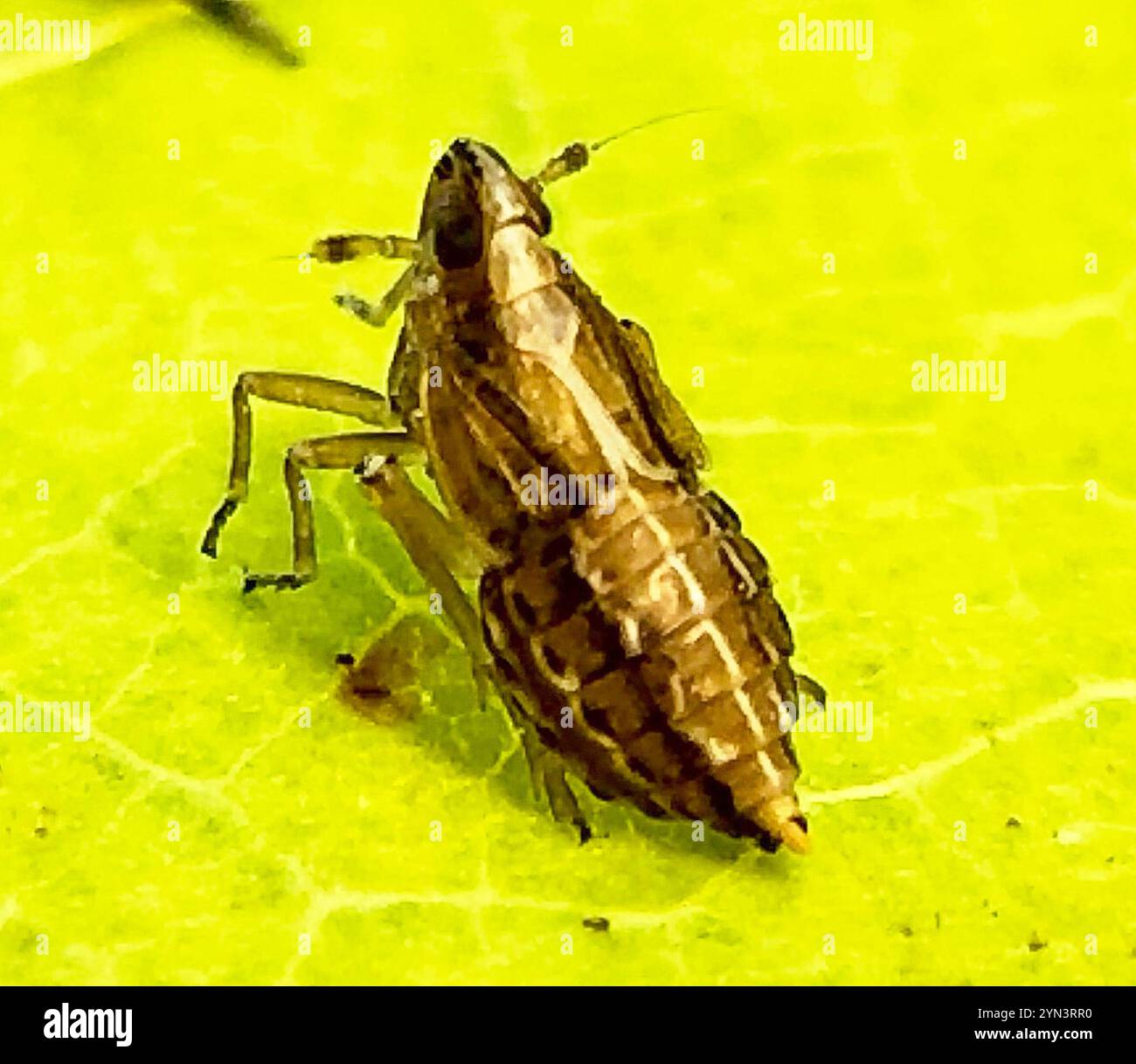 Ungulatus hi-res stock photography and images - Alamy