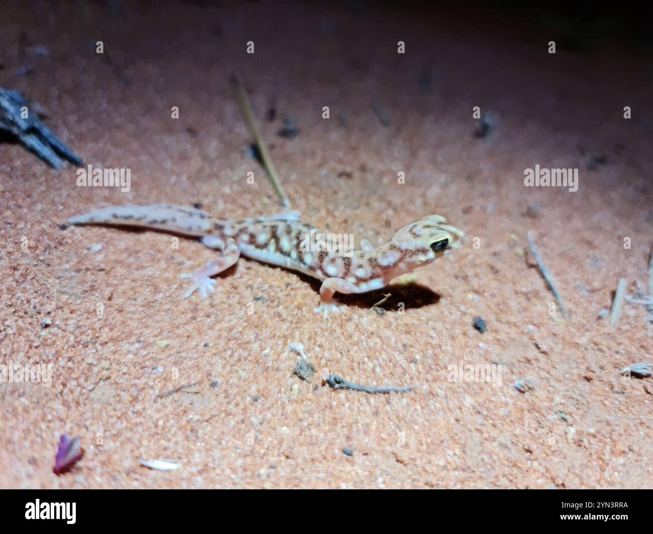 Eyre Basin Beaked Gecko (Rhynchoedura eyrensis Stock Photo - Alamy